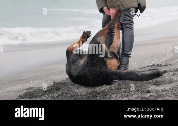Cheerful funny big dog somersaults and fools around on a sandy beach ...