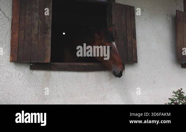 Many proud thoroughbred brown horses with dark groomed manes and shiny ...