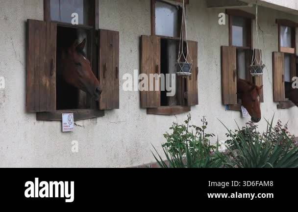 Many proud thoroughbred brown horses with dark groomed manes and shiny ...