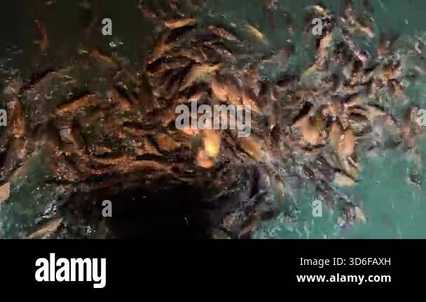 Many carp swim in a calm lake at a fish farm. Clear water and rippling ...