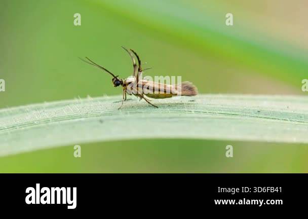 Lepidoptera insects on weed leaves - Macro Shots of Insects in Nature ...