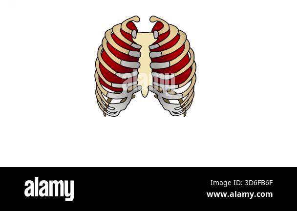 Anatomical illustration showing human rib cage movement during ...