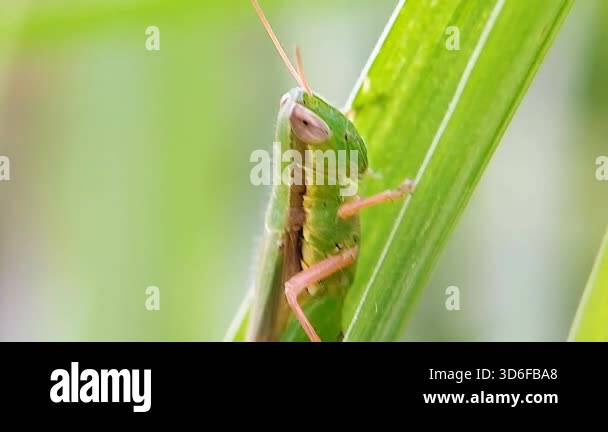 Rice grasshopper or leaf grasshopper is resting. 4K macro videography ...