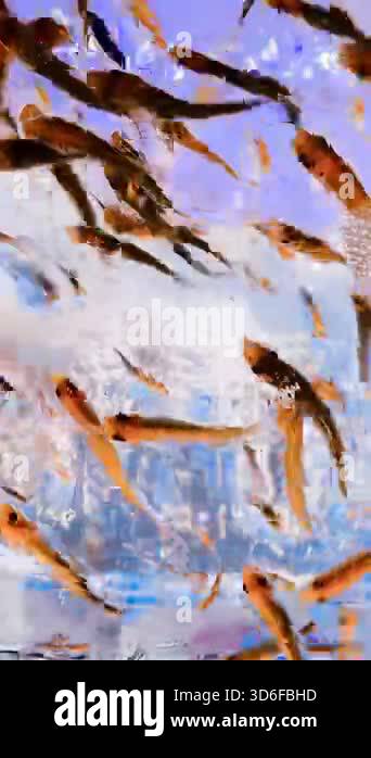 Vibrant small fish swimming dynamically in clear water, creating an ...