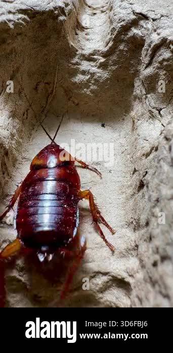 Detailed macro shot of a cockroach crawling on a rough textured surface ...