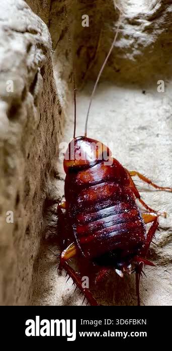 Detailed macro shot of a cockroach crawling on a rough textured surface ...