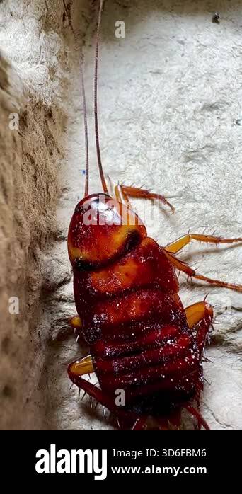 Detailed macro shot of a cockroach crawling on a rough textured surface ...