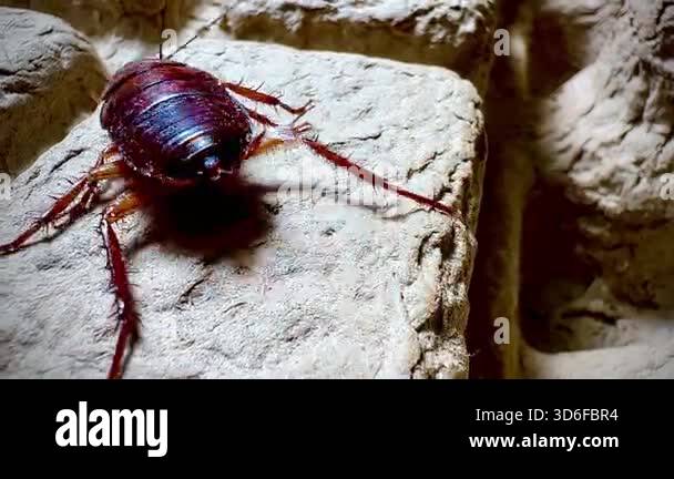 Detailed macro shot of a cockroach crawling on a rough textured surface ...