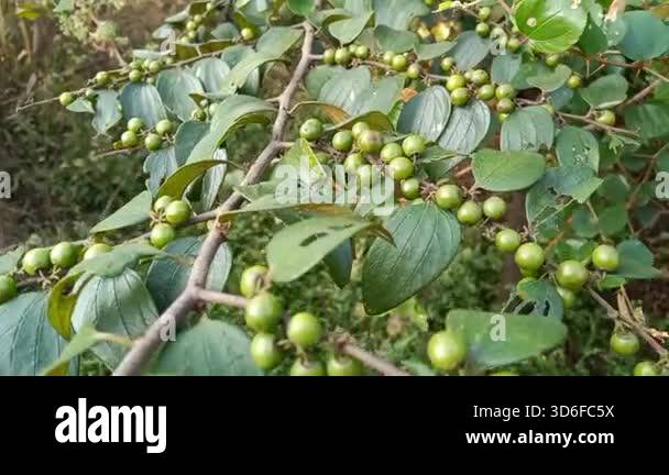 Ziziphus oenoplia, jackal jujube, Indian Jujube wild small green raw ...