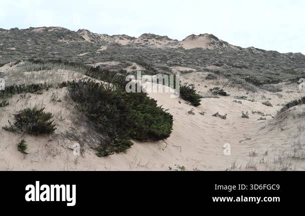 Wind shaped sand dunes covered with native grasses and low coastal ...