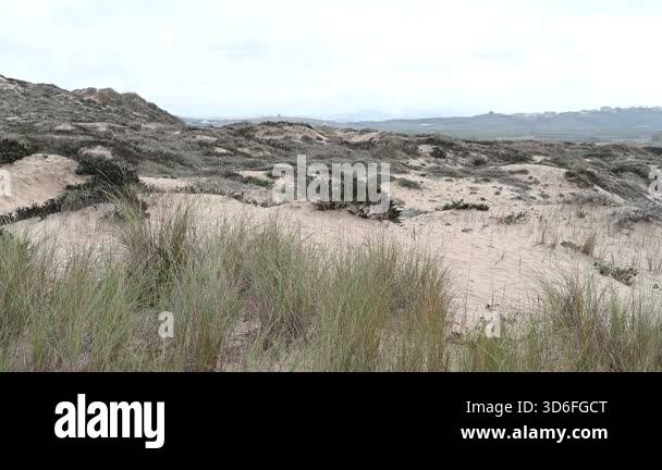 Wind shaped sand dunes covered with native grasses and low coastal ...