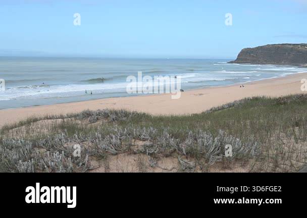 Wind shaped sand dunes covered with native grasses and low coastal ...