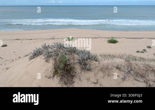 Wind shaped sand dunes covered with native grasses and low coastal ...