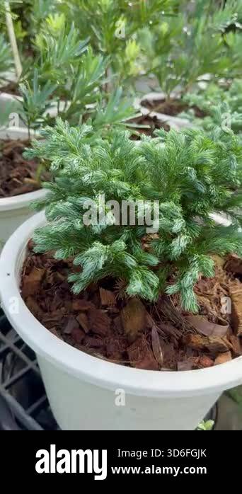 Pot conifer Stock Videos & Footage - HD and 4K Video Clips - Alamy