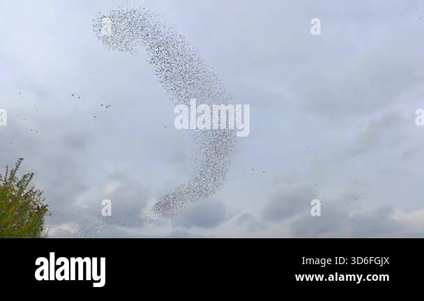 Large flock of birds swirling in cloudy sky forming abstract shape ...