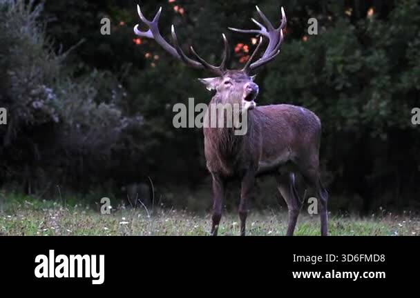 Adult male deer in the rutting season. Roaring of the male deer Stock ...