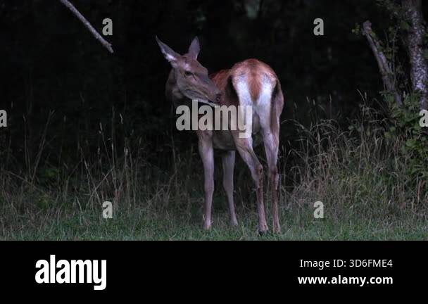 Female specimen red deer Stock Videos & Footage - HD and 4K Video Clips ...