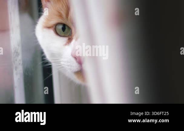 Suspicious Ginger and white cat from behind curtain close up portrait ...