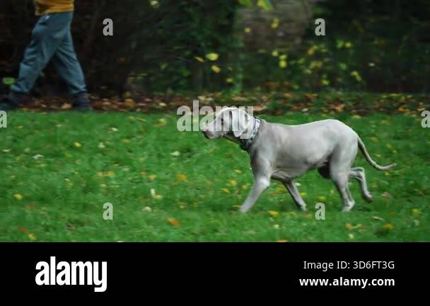 Pointer gun dog hunting for prey in field medium tracking shot ...