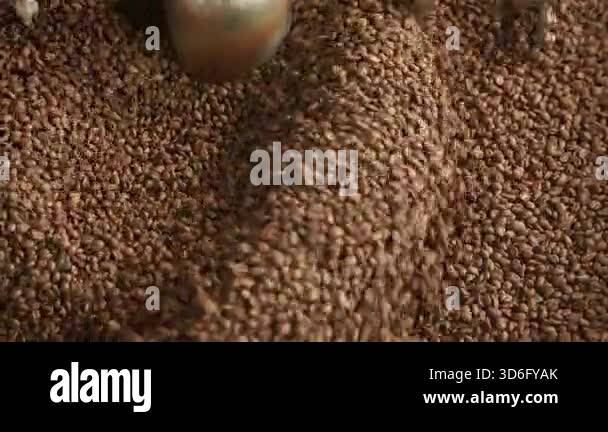 Roasted coffee beans mixing in industrial mixer machine roaster blend ...