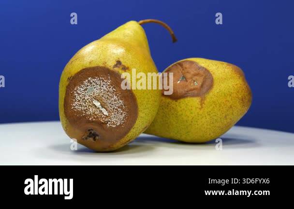 Pears covered with mold with aflatoxins. Overripe and rotten pears. Two ...