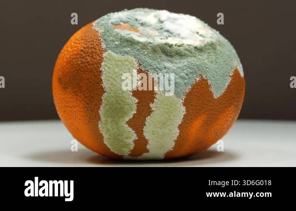 Rotten mandarin. Tangerine covered with mold with aflatoxins. Rotten ...
