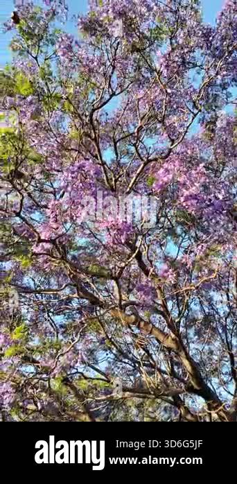 Vertical video jacaranda tree in bloom movement branches gentle wind ...