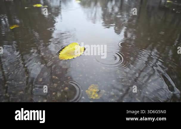 Slow motion closeup of autumn heavy rain drops falling into puddles on ...