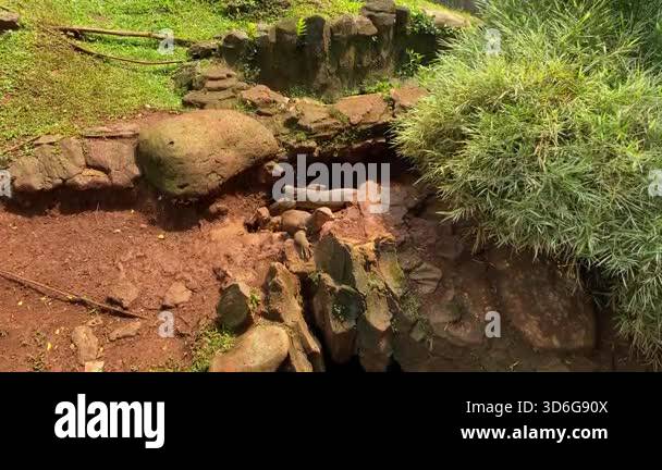 Group of asian water monitor, or Varanus salvator walking on its burrow ...