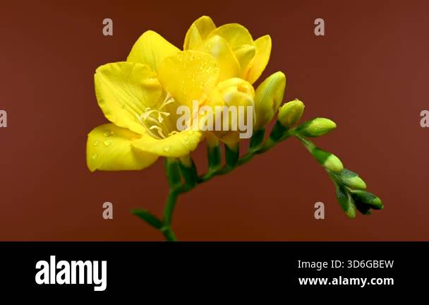 Close-up 4K video of a cheerful golden yellow Freesia blooms and green ...