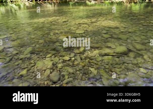 Trouts in a wild, clear mountain river. Fish in the water. Feeding the ...