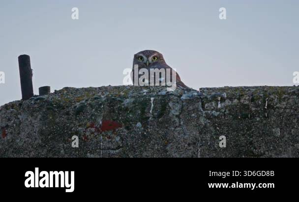 Little Owl Peeking Over Rustic Wall On A Quiet Rooftop Chimney With ...