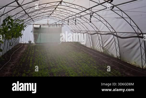 Sprinkler System Overhead Watering Seedlings in Greenhouse for Healthy ...