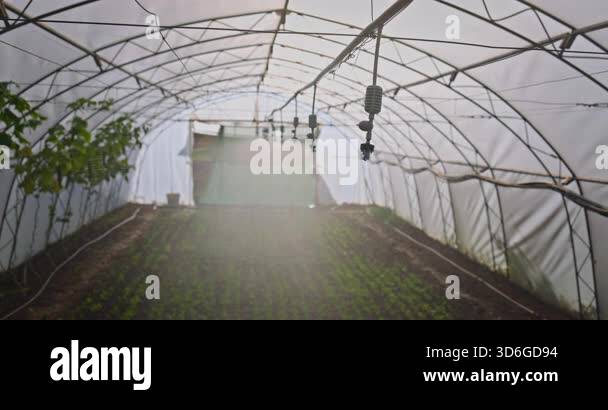Sprinkler System Overhead Watering Seedlings in Greenhouse for Healthy ...