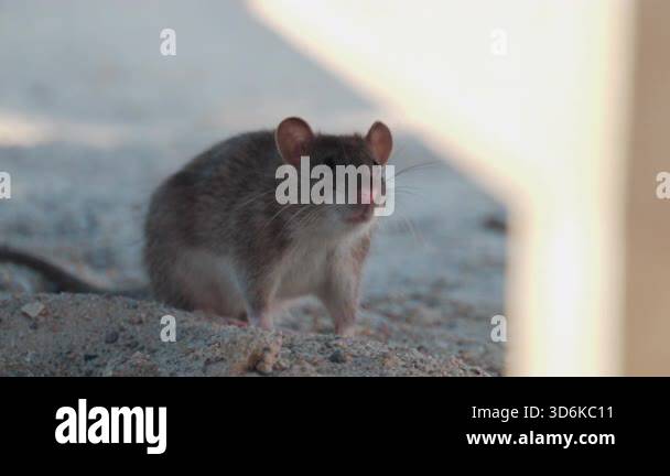 Wild rat standing on sandy surface, attentively observing its ...