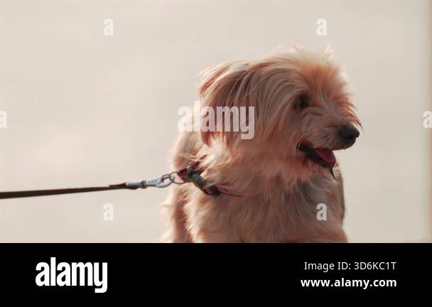 A close up of a small fluffy dog panting happily while standing ...