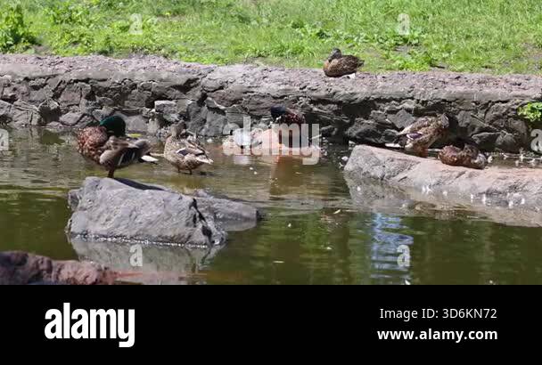 Several mallard ducks and a turtle resting on rocks in a man made pond ...