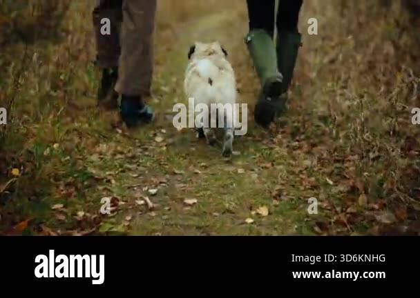 A low-angle following shot tracking shot of a couple and their cute pug ...