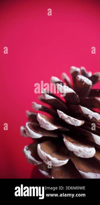 Rotating pine cone captured with a macro lens on a clean red background ...