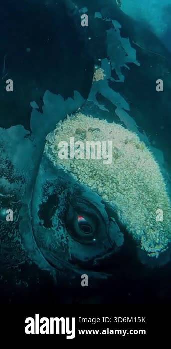 Close-up view of a humpback whale's eye Stock Video Footage - Alamy