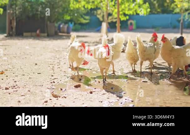 Flock of free range white chickens and roosters walking around a muddy ...