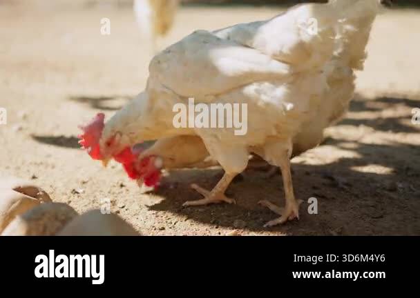 Close up of a free range white chicken pecking at the ground for food ...