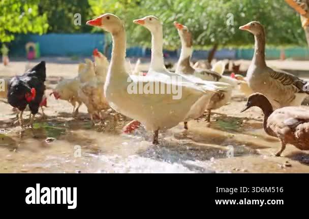 Chickens goose on white Stock Videos & Footage - HD and 4K Video Clips ...