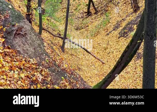 The vertical panorama of the deep ravine in autumn forest with a view ...