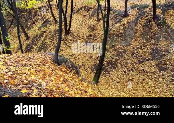 Panorama of a ravine in autumn forest, the trees lean over the edge ...