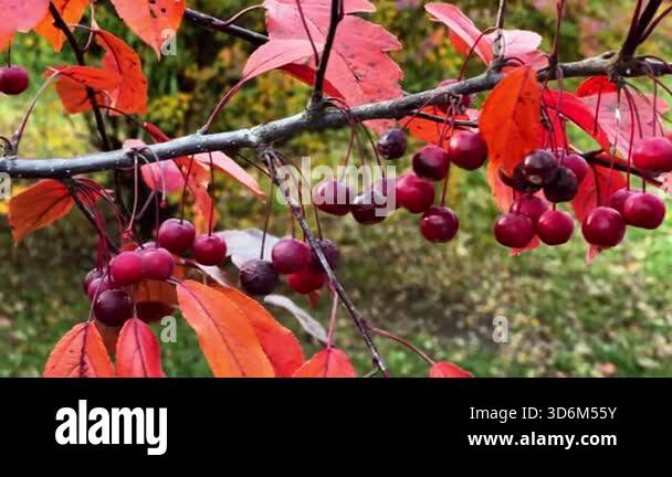 The branches of mokum apple are heavy with apples, and the red leaves ...