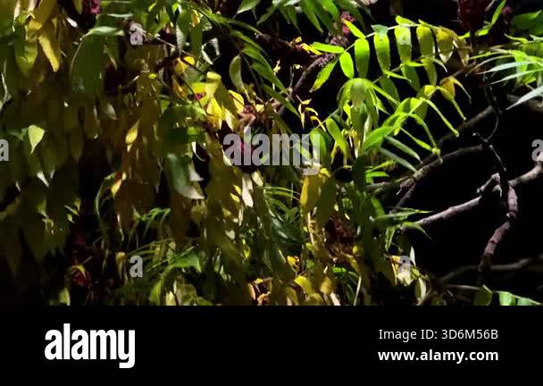 Close up sumac leaves Stock Videos & Footage - HD and 4K Video Clips ...