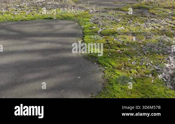 Moss on the asphalt in the city of Prypyat in the Chornobyl Exclusion ...