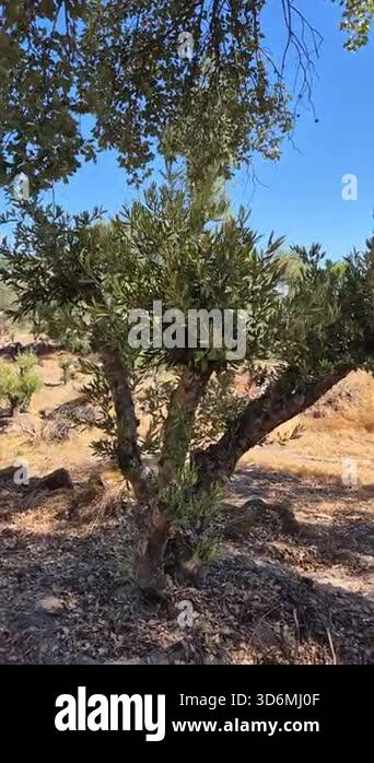 Cork oak and olive trees in rural Alijo, Portugal, define a sunlit ...