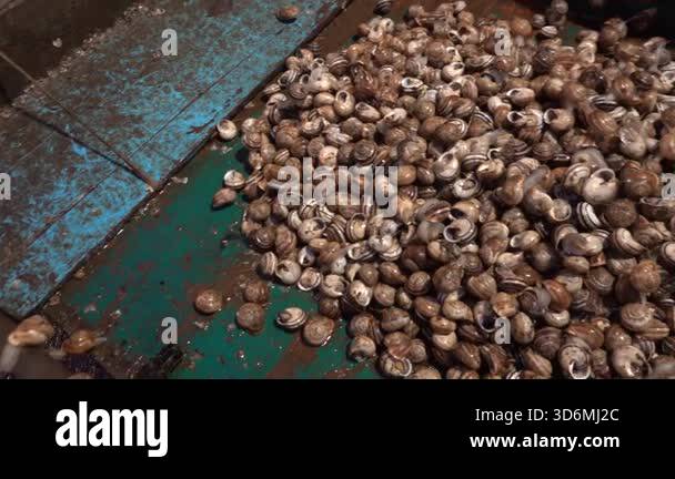 Sousse, Tunisia A pile of edible snails or escargots for sale in the ...